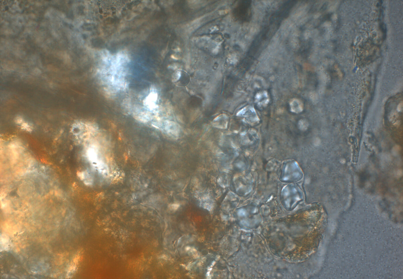 News - Neanderthal Diet Explored With New Technique - Archaeology Magazine