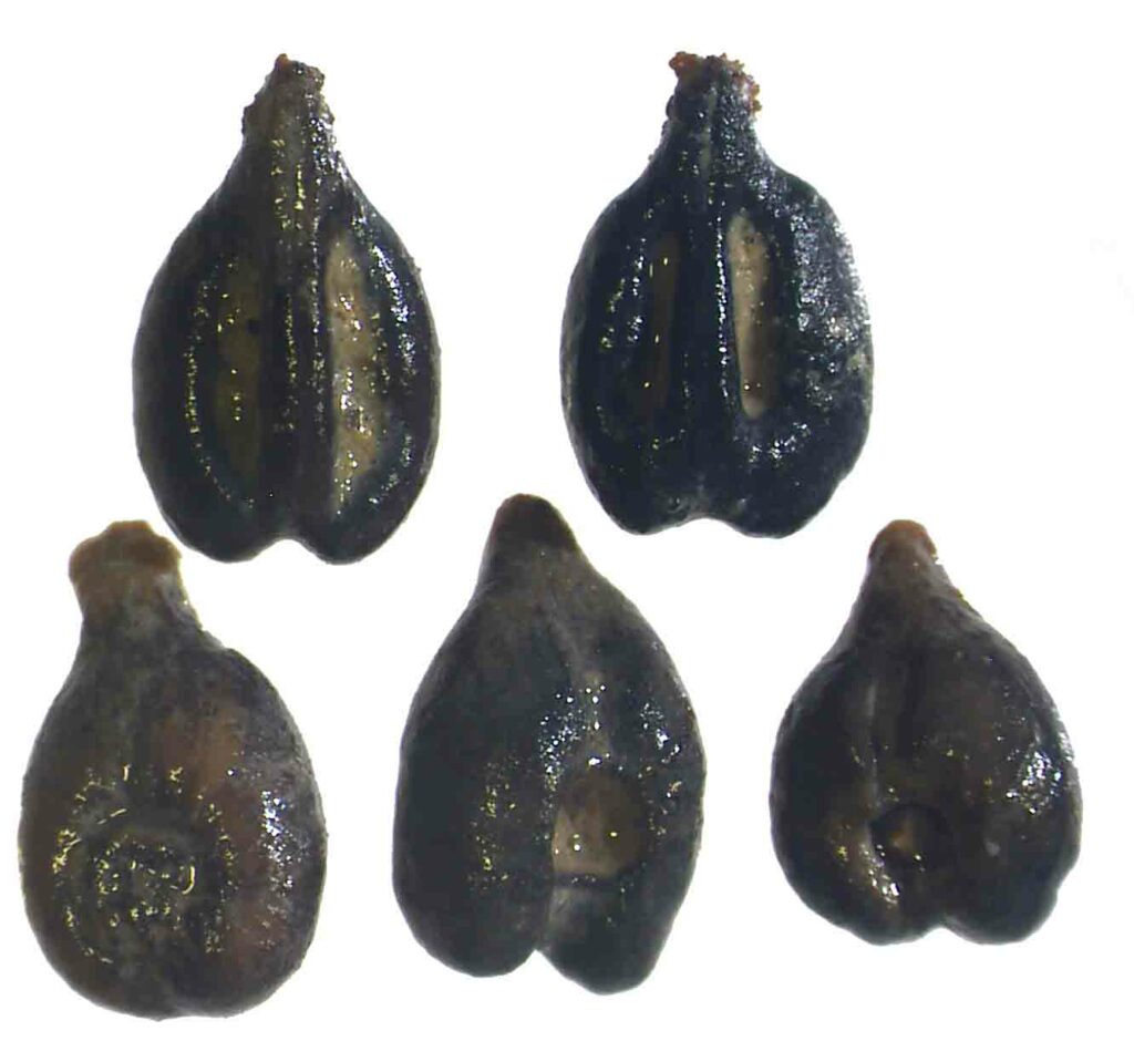 News - Neolithic Copper Trading Networks Identified in Europe ...