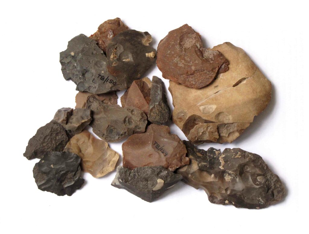 News - Evidence Suggests Paleolithic Diet Included Plenty of Plants ...