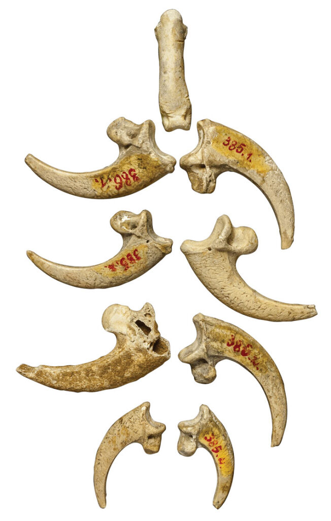 Digs & Discoveries - Neanderthal Brain Strain - Archaeology Magazine ...