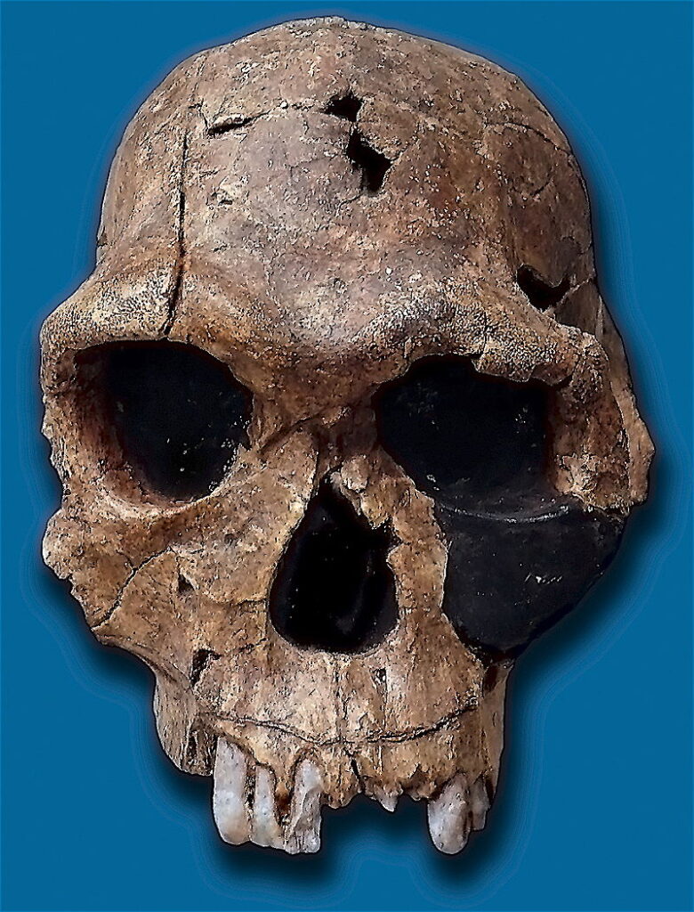 News - Rethinking the Form and Structure of Hominid Fossils ...