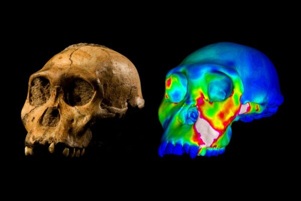 News - Scientists Simulate Biting Ability of Australopithecus sediba ...