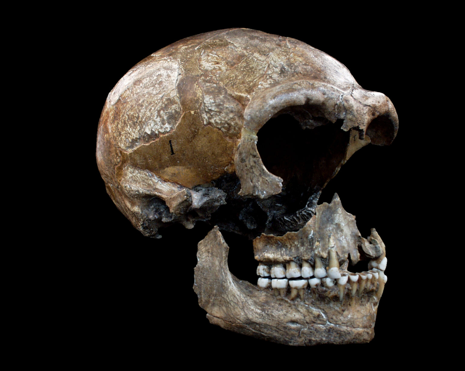 News - Neanderthals Ate Large Plant Eaters and Vegetarian Foods ...