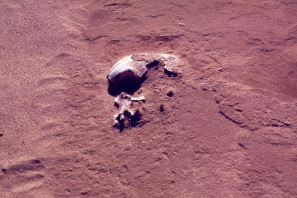 News - Australia’s “Mungo Man” DNA Retested - Archaeology Magazine