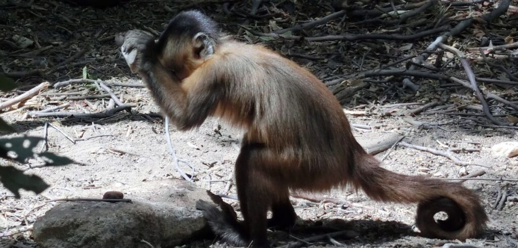 News - Evidence Suggests Brazil’s Capuchins Have Long History of Tool ...
