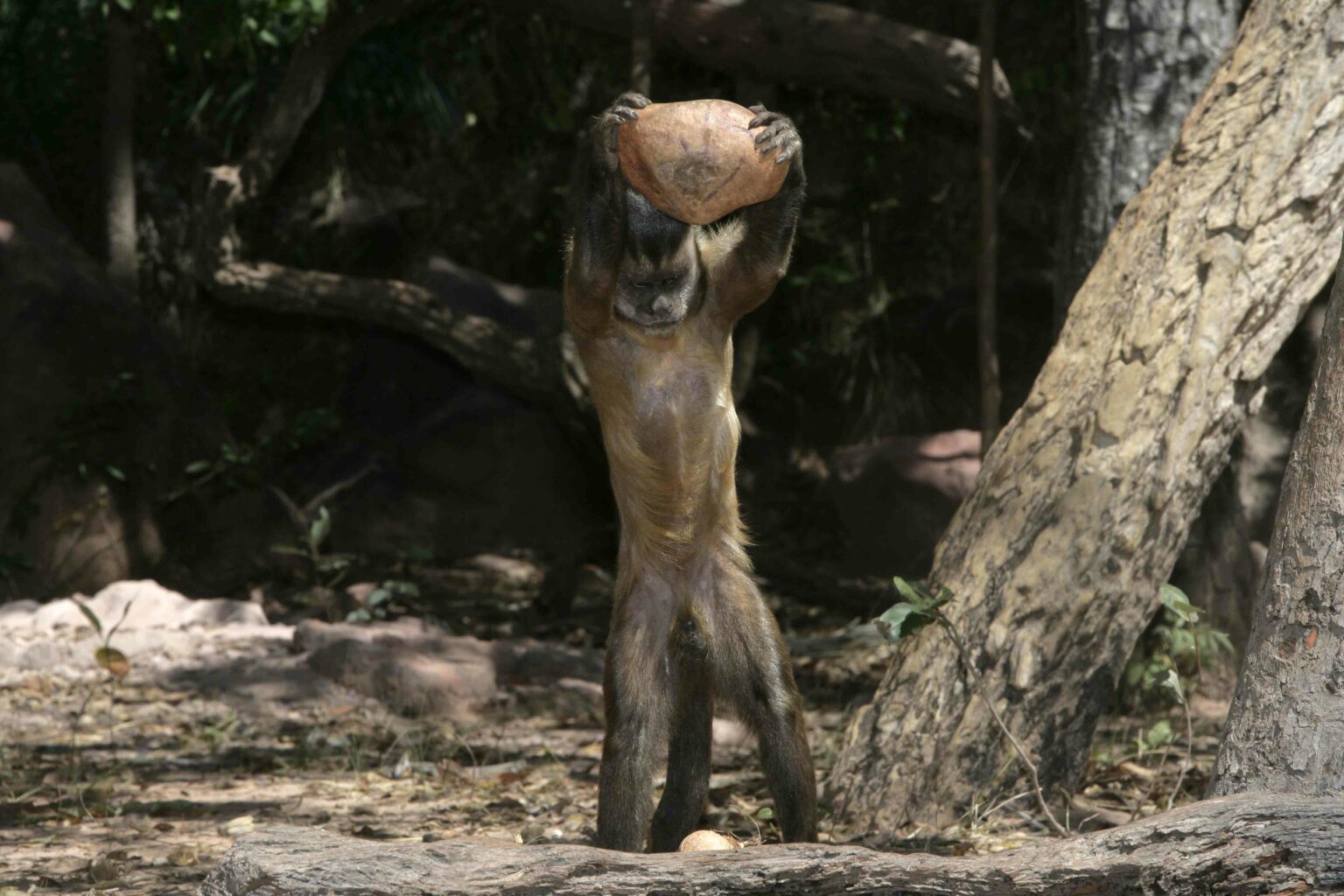 Digs & Discoveries - Who Came to America First? - Archaeology Magazine ...