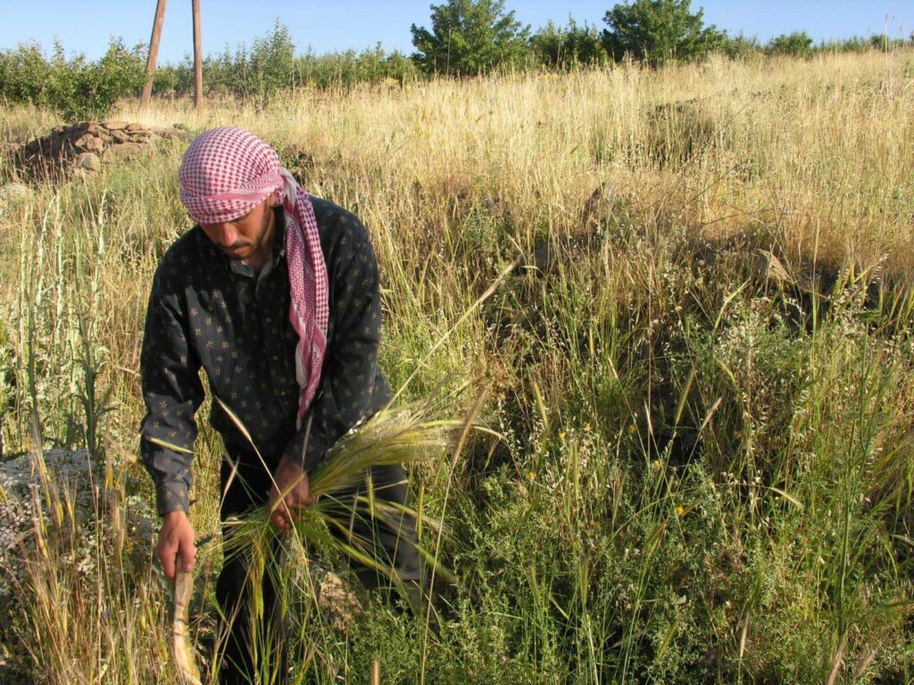 News - New Thoughts on Neolithic Staple Crops - Archaeology Magazine
