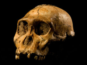 News - Who Was Australopithecus sediba? - Archaeology Magazine