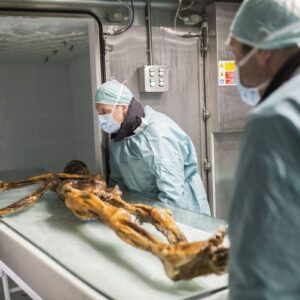 News - Otzi the Iceman’s Stomach Contents Analyzed - Archaeology Magazine