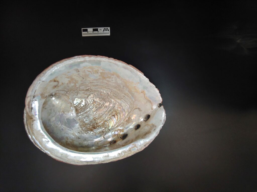 News - Abalone Shell Unearthed at California Mission Site - Archaeology ...