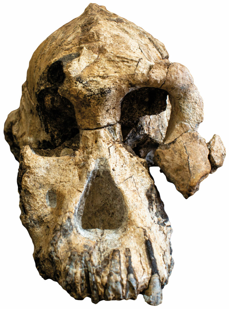 Artifacts - Australopithecus anamensis Cranium - Archaeology Magazine - November/December 2019