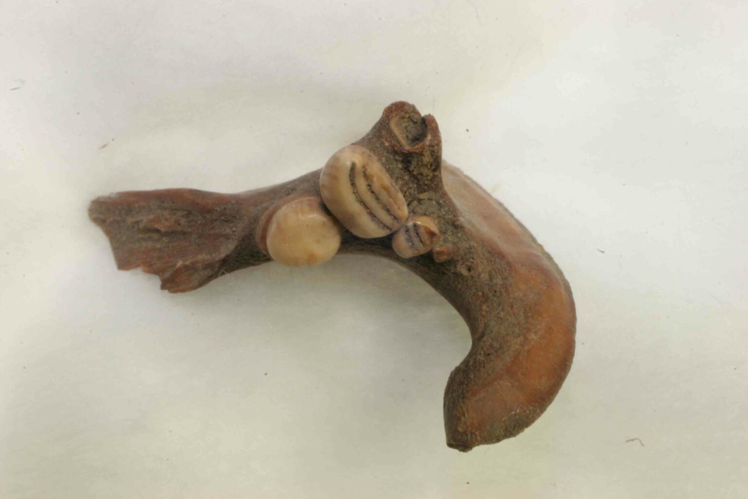 News - Early Bone Needle Workshop Found in China - Archaeology Magazine