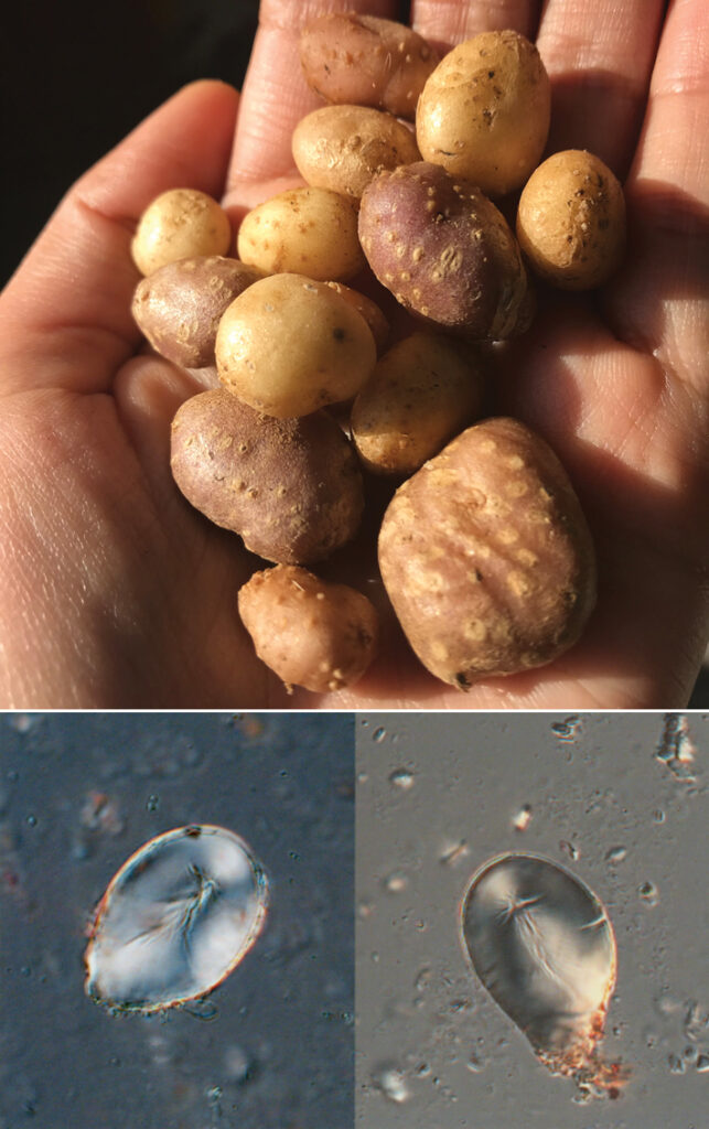 Letter from the Four Corners - In Search of Prehistoric Potatoes ...