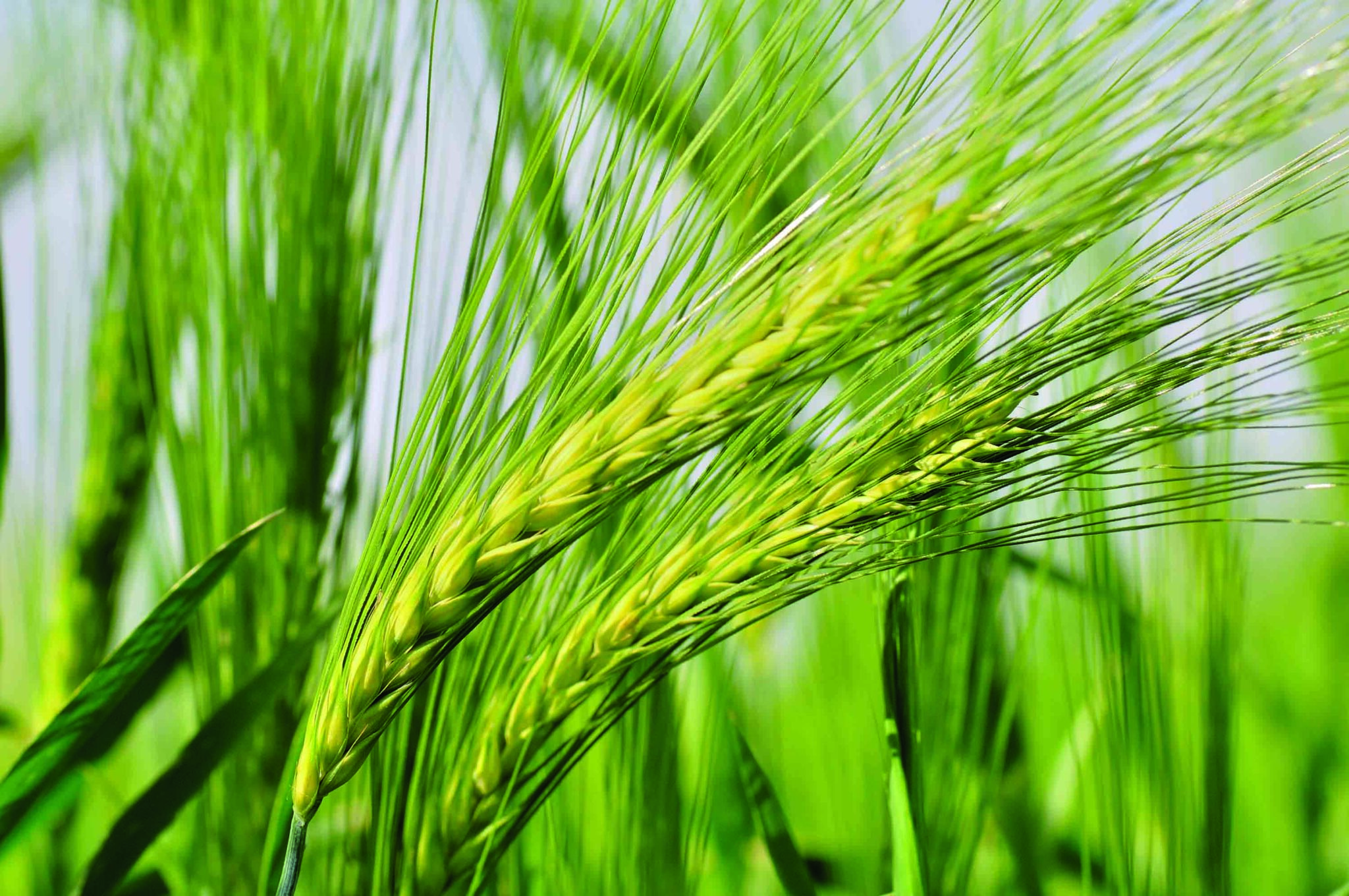 News - Genetic Study Examines Neanderthal Blood Types - Archaeology ...