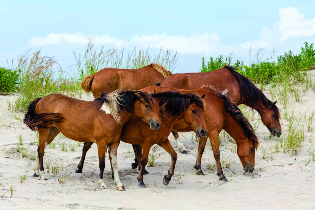 Digs & Discoveries - A Taíno Idol's Origin Story - Archaeology Magazine ...