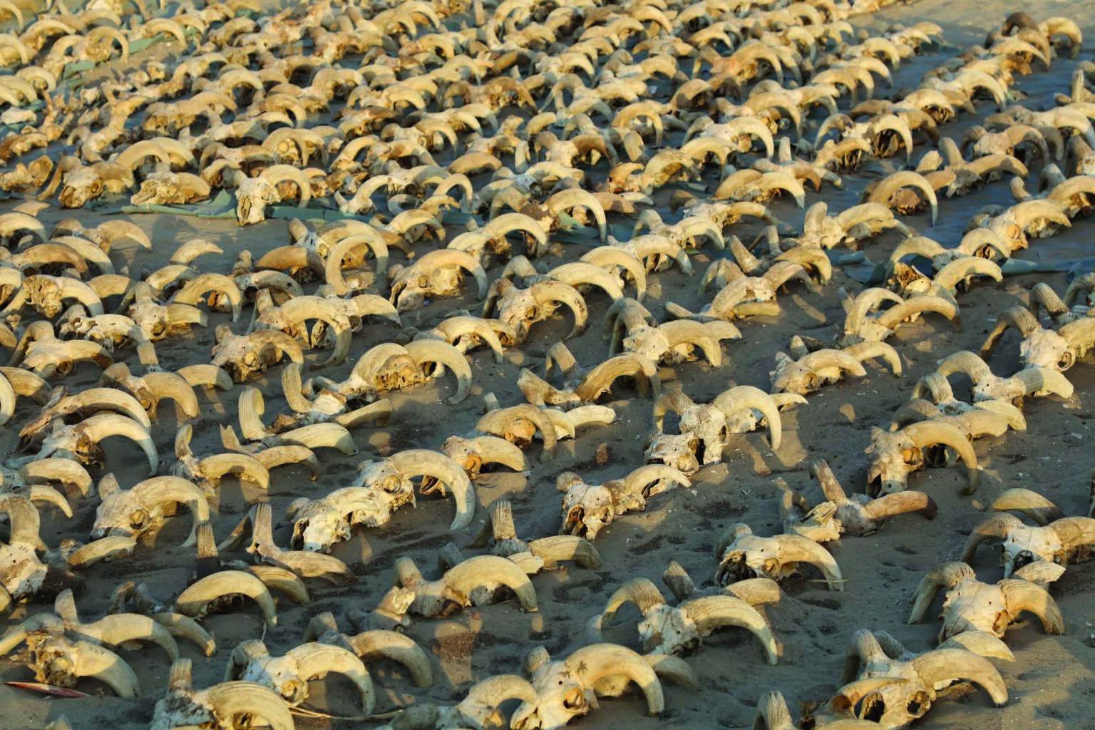 News - Ancient Egyptian Carvings Discovered in the Nile River ...