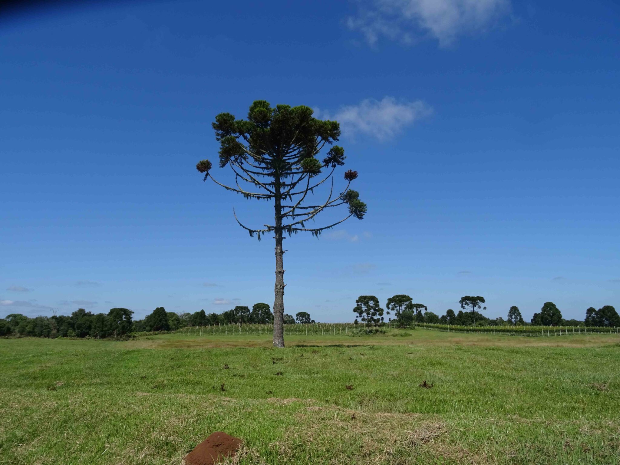 Top 10 Discoveries of 2024 - Artists of Dinosaur Valley - Archaeology ...