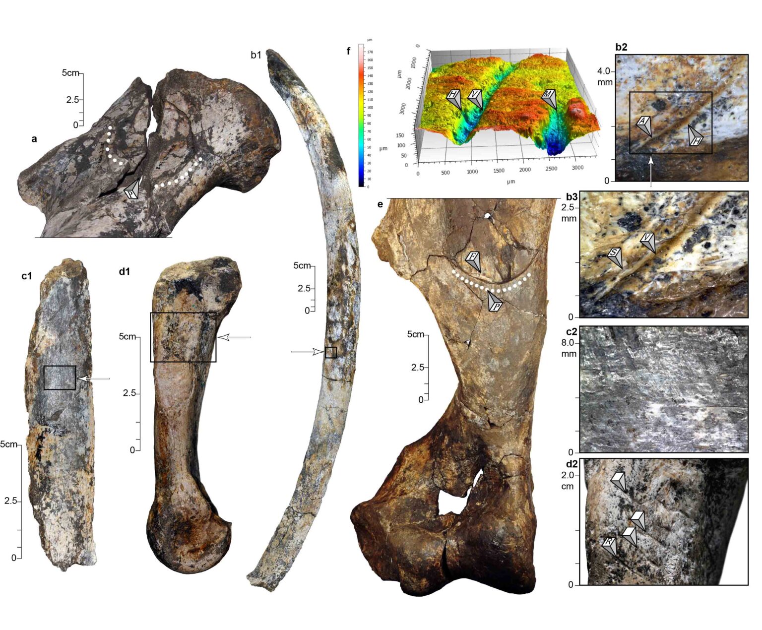 Digs & Discoveries - The Bone Toolkit - Archaeology Magazine - July ...