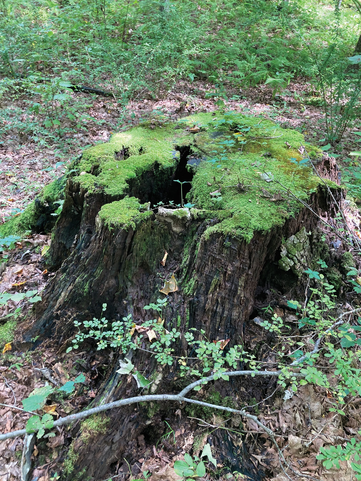 Letter from the Catskills, Letters From - Ghost Towns of the Ashokan ...