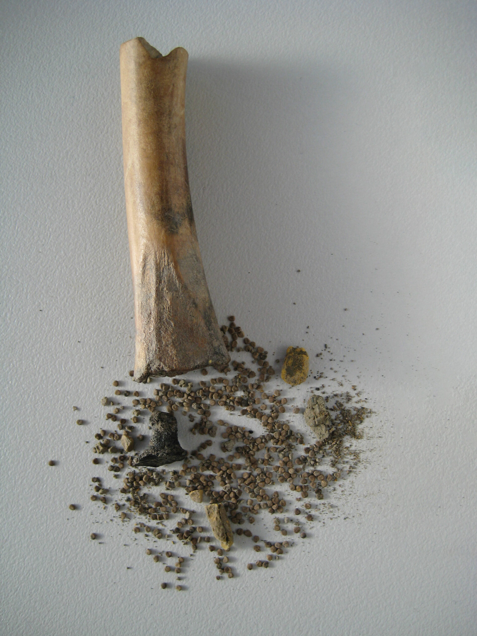 Digs & Discoveries - Black Magic Seeds - Archaeology Magazine - July ...