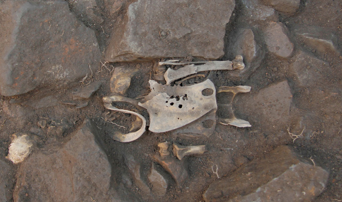Digs & Discoveries - Turn of the Millennium Falcon - Archaeology ...