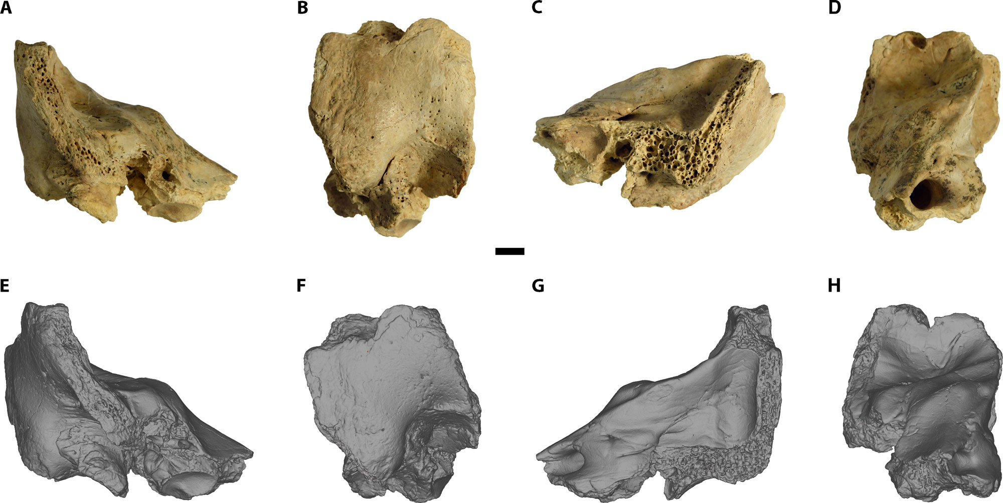 News - Evidence of Down Syndrome Found in Neanderthal Remains ...
