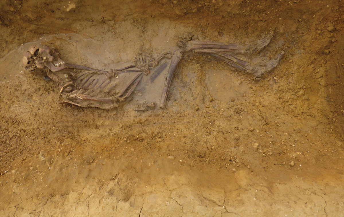 Ancient DNA Revolution - A Stranger in a Strange Land - Archaeology ...