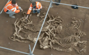 Features - Ancient DNA Revolution - Archaeology Magazine - September ...