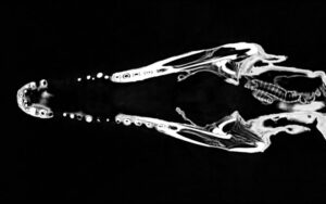 News - 400-Year-Old Face of “Zosia” Reconstructed - Archaeology Magazine