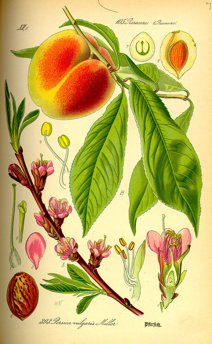 News - How Peaches Spread Across North America - Archaeology Magazine