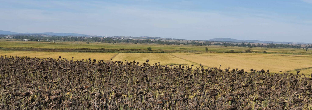 News - Where Did Alexander the Great Fight the Battle of Granicus ...