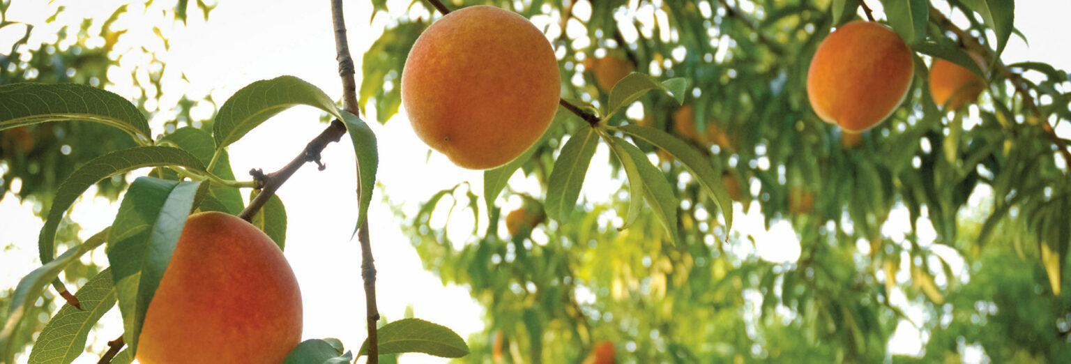 A Passion for Fruit - Original Georgia Peaches - Archaeology Magazine ...
