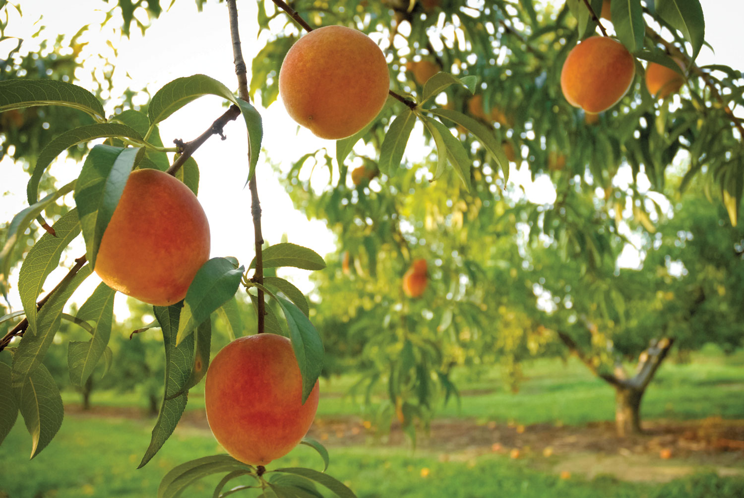 A Passion for Fruit - Original Georgia Peaches - Archaeology Magazine ...