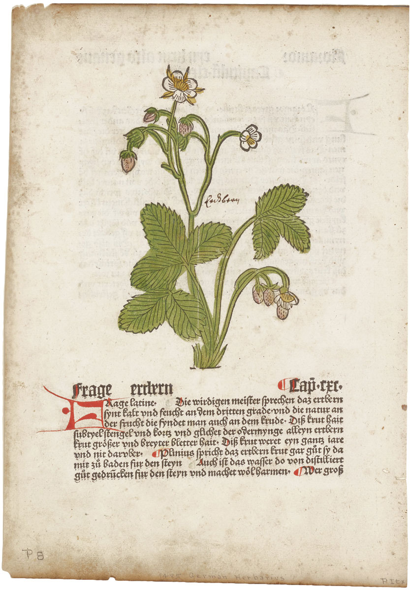 A Passion for Fruit - The Strawberry Cure - Archaeology Magazine - May ...
