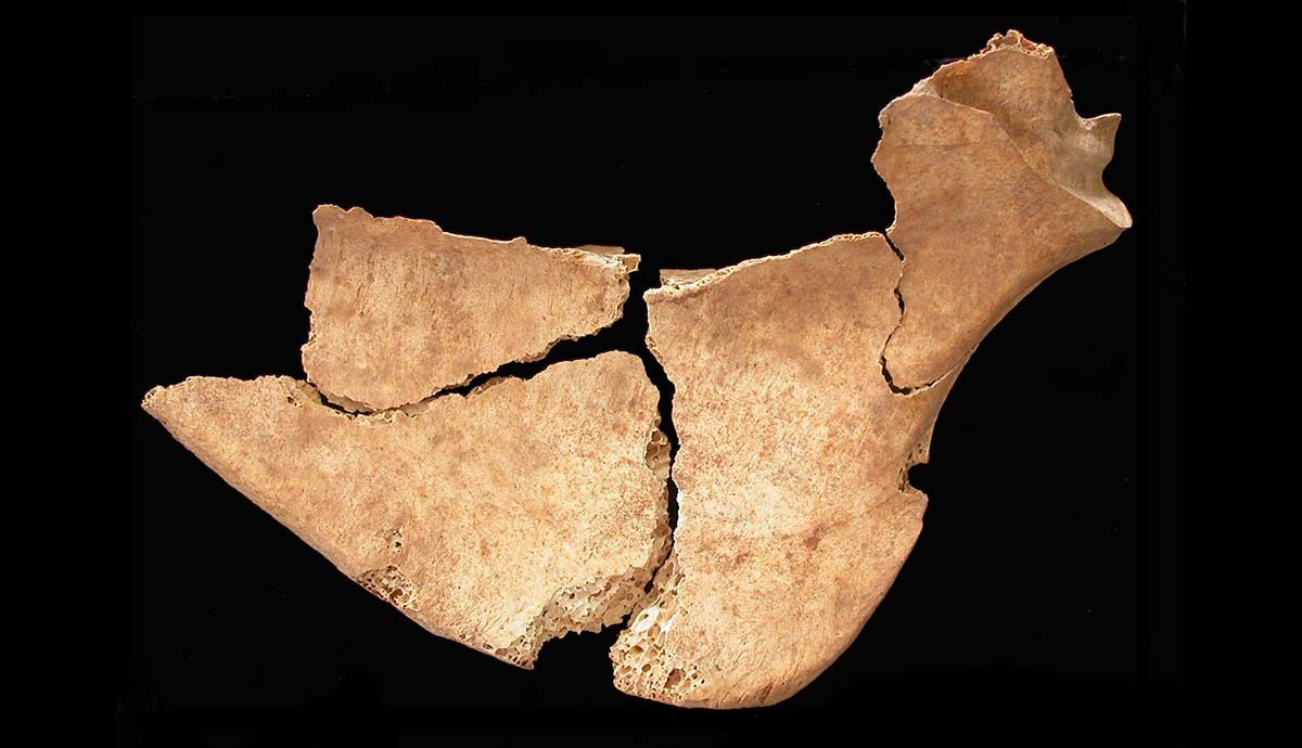 News - Prehistoric Moroccans Feasted on Giant Bird - Archaeology Magazine