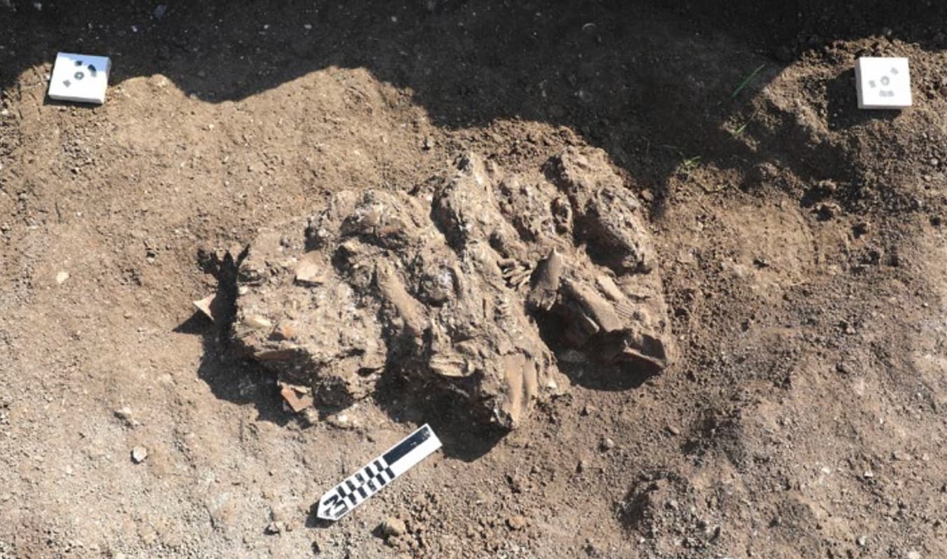 News - Evidence of Roman Soldiers' Pig Sacrifice Identified in Israel ...