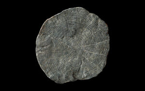 News - Archaeologists Continue to Investigate Europe's Oldest Lakefront ...