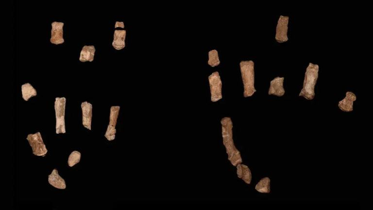 News - Fossil Study Suggests Early Hominid May Have Made Tools - Archaeology Magazine