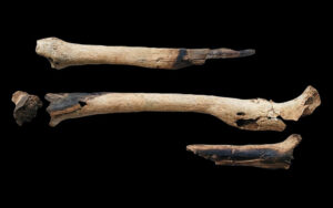 News - 140,000-Year-Old Bones Reveal Clues About Behavior of Extinct ...