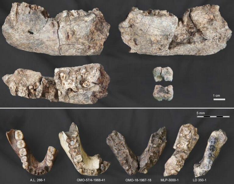 News - Scientists Rethink Early Hominin Species - Archaeology Magazine